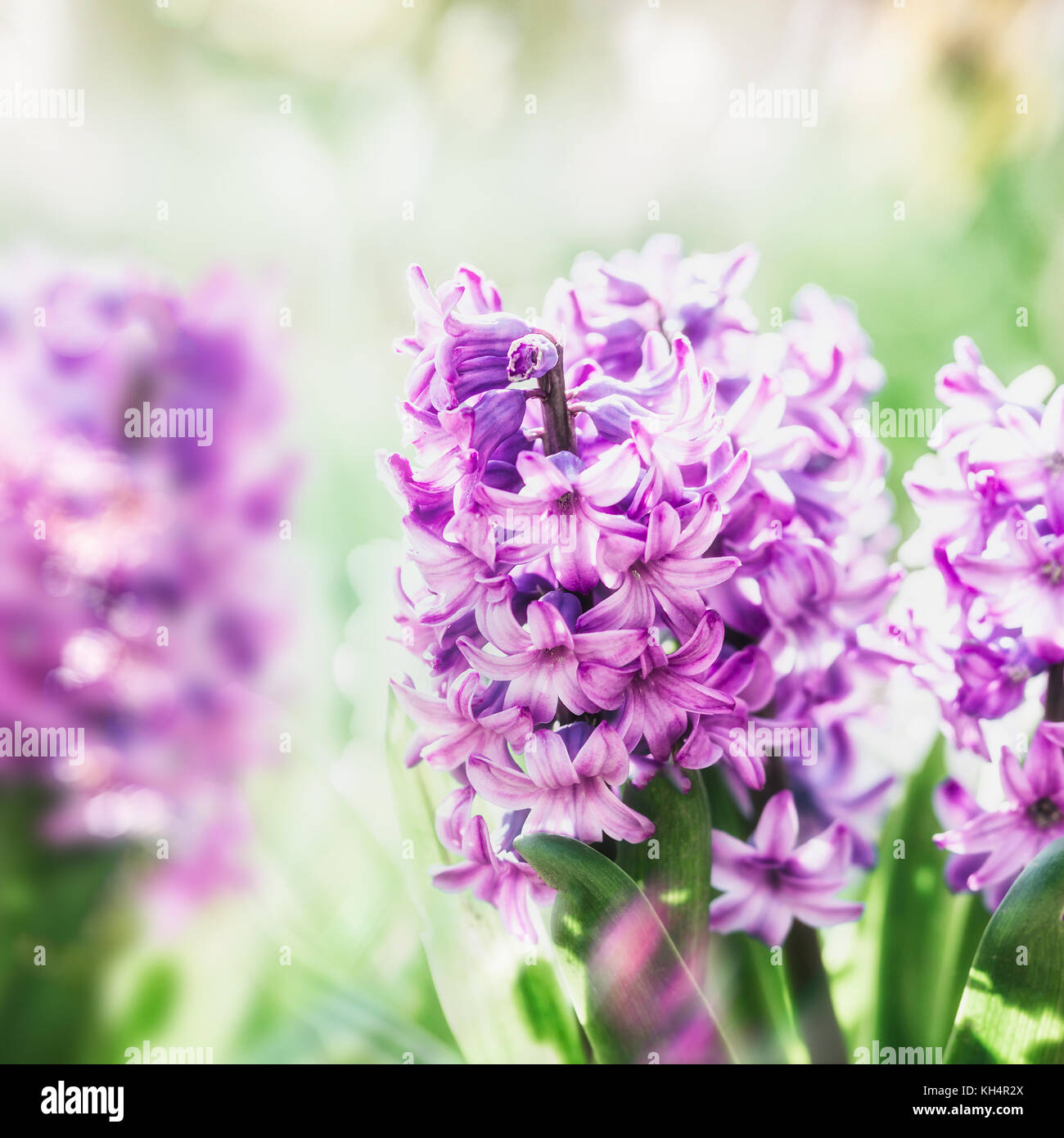Beautiful pink Hyacinths in garden or park, close up. Outdoor floral ...