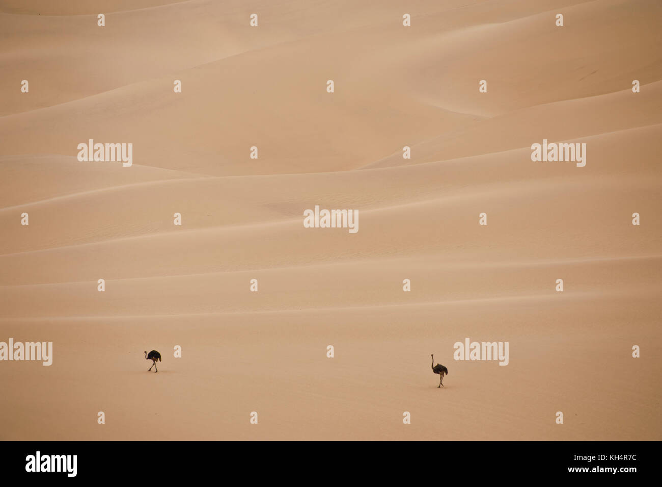 Ostrich in the dunes of Sandwich Harbour, just south of Walvis Bay and ...