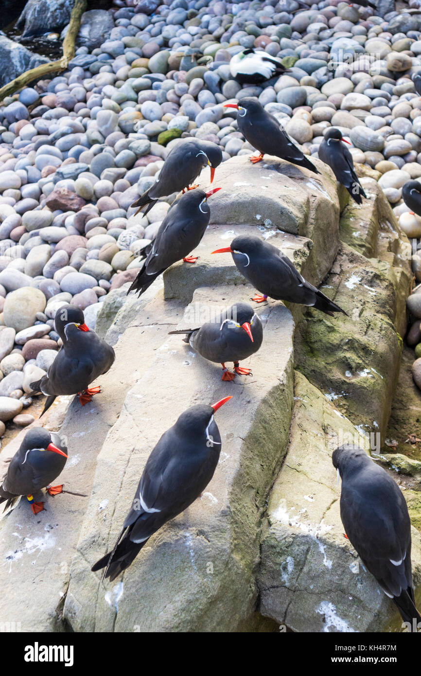 Inca Terns (Larosterna inca) at Bristol Zoo Stock Photo - Alamy