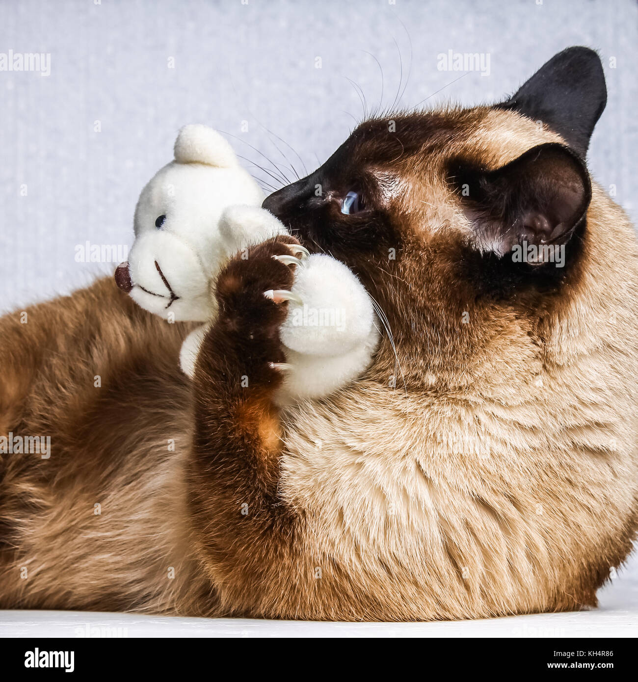 Siamese Thai cat plays with a teddy bear. Claws, teeth, aggression ...