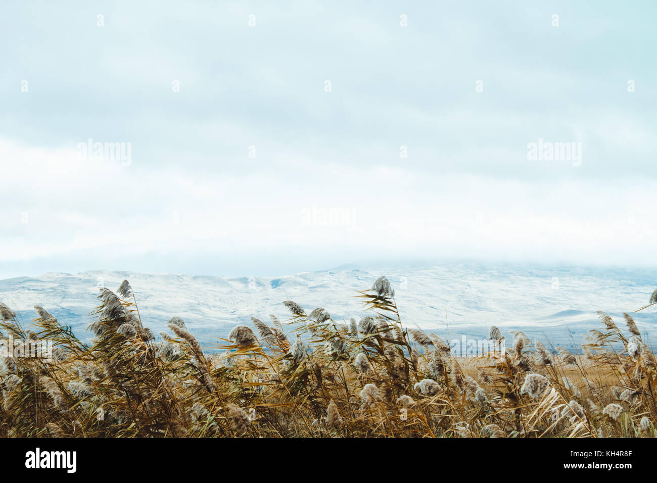 Sugarcane blossom hi-res stock photography and images - Alamy