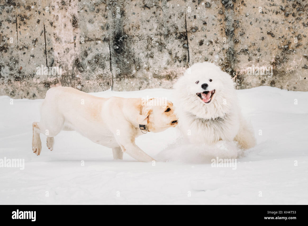 Two Funny Dogs - Labrador Dog And Samoyed Playing And Running Outdoor ...