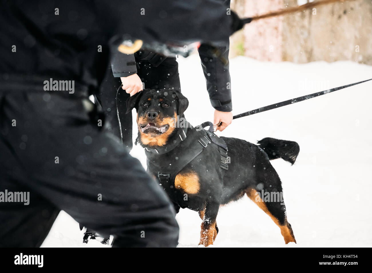 Angry black dog barking hi-res stock photography and images - Alamy