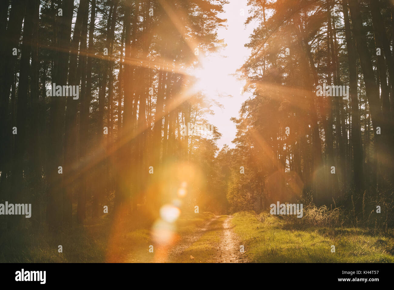 Sun Shining Over Forest Lane, Country Road, Path, Walkway Through Pine ...