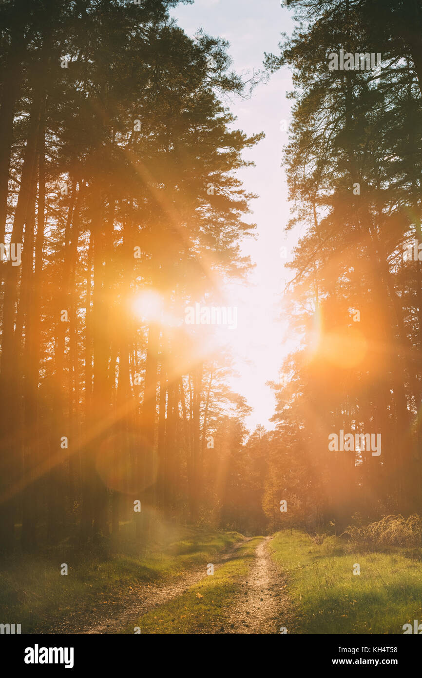 Sun Shining Over Forest Lane, Country Road, Path, Walkway Through Pine ...