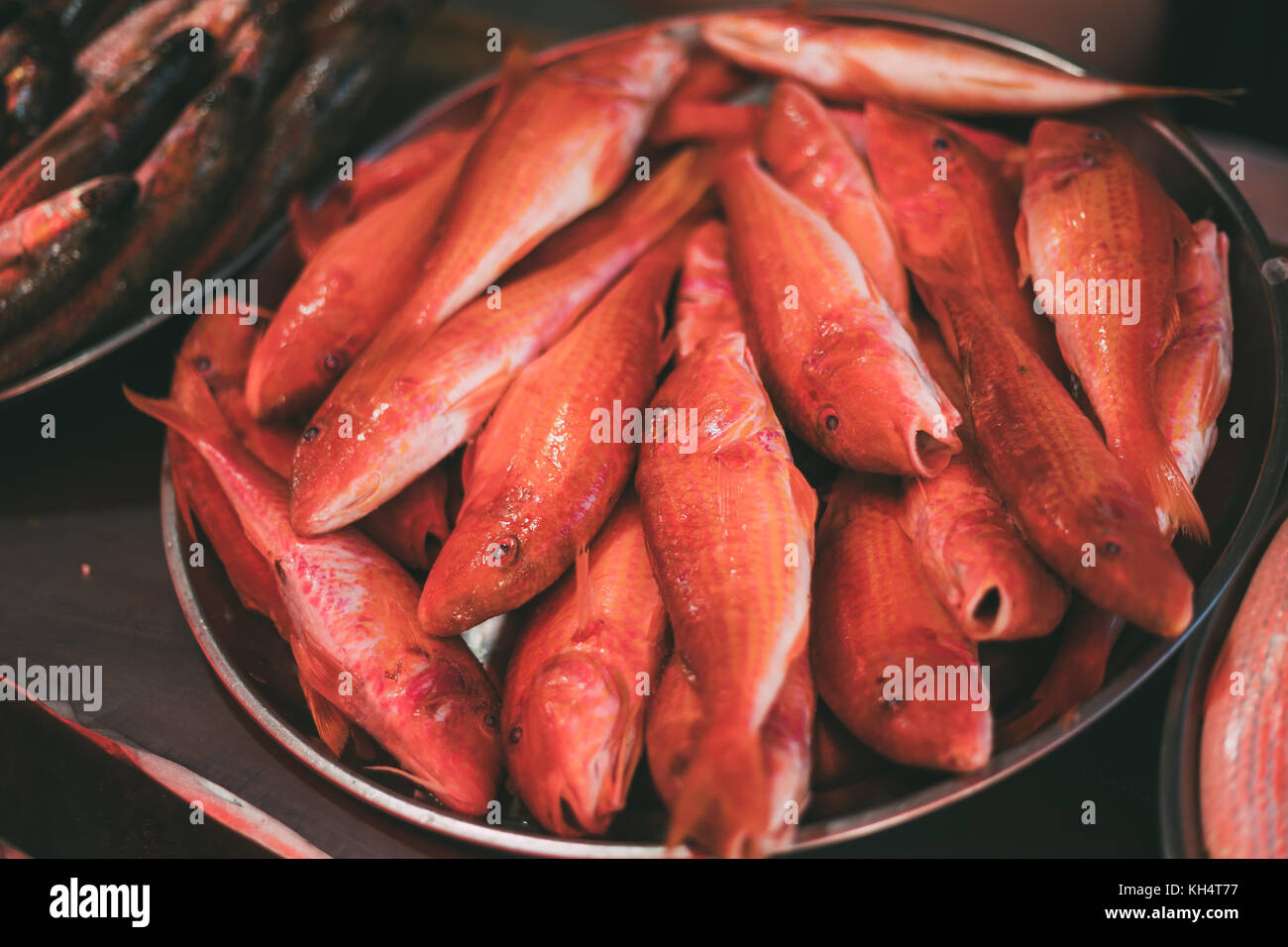 Subtropical fish hi-res stock photography and images - Alamy