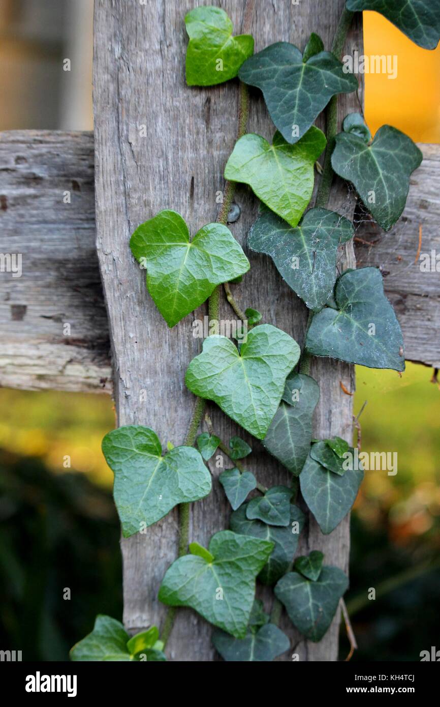Heart Shaped Ivy High Resolution Stock Photography and Images - Alamy