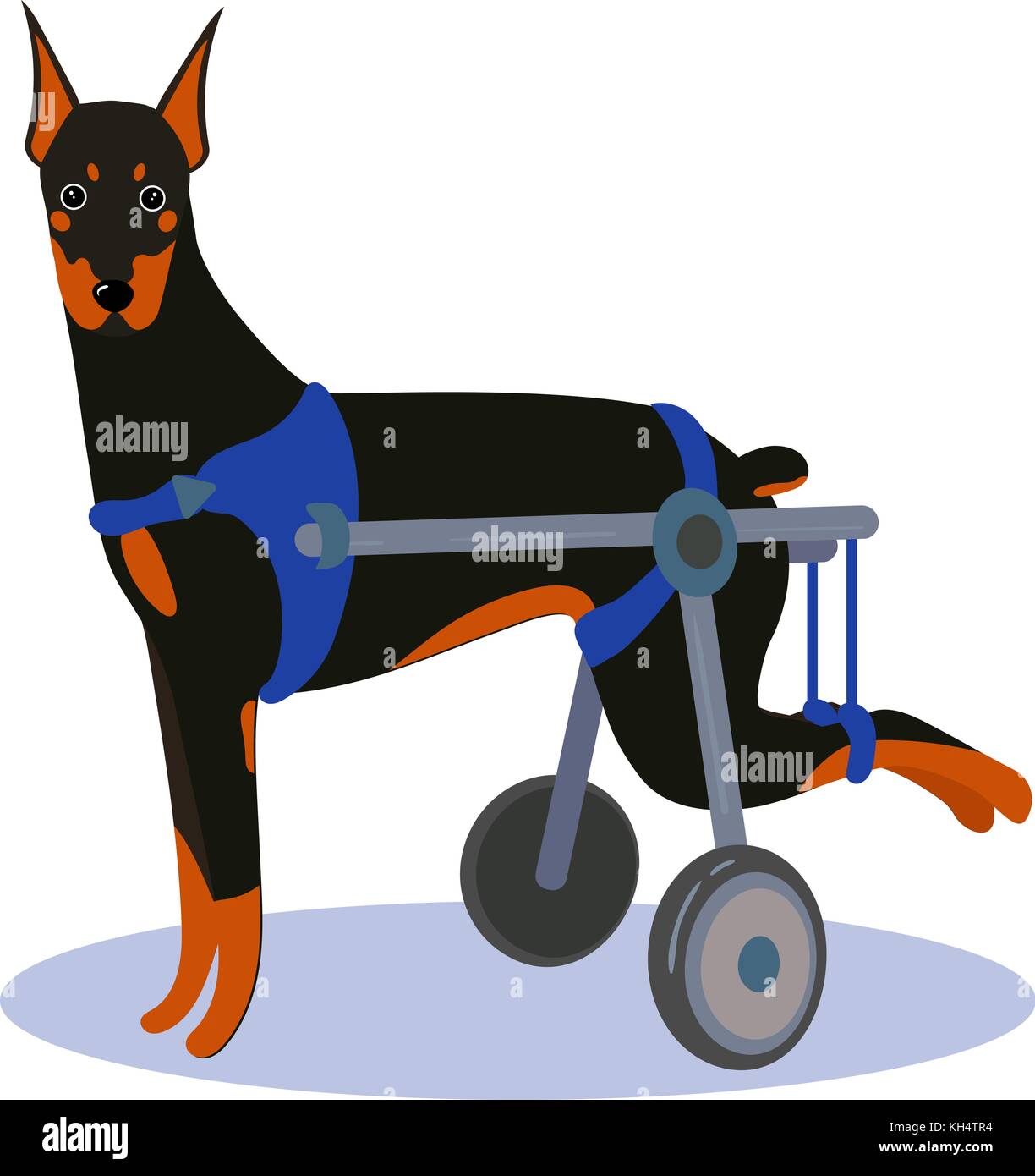 Mobility assistance dog hi-res stock photography and images - Alamy