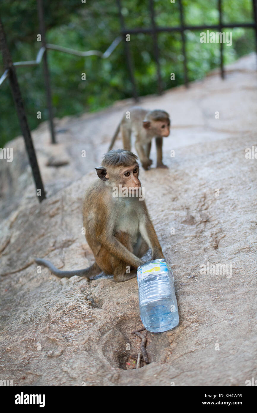 Monkey stealing bottle hi-res stock photography and images - Alamy