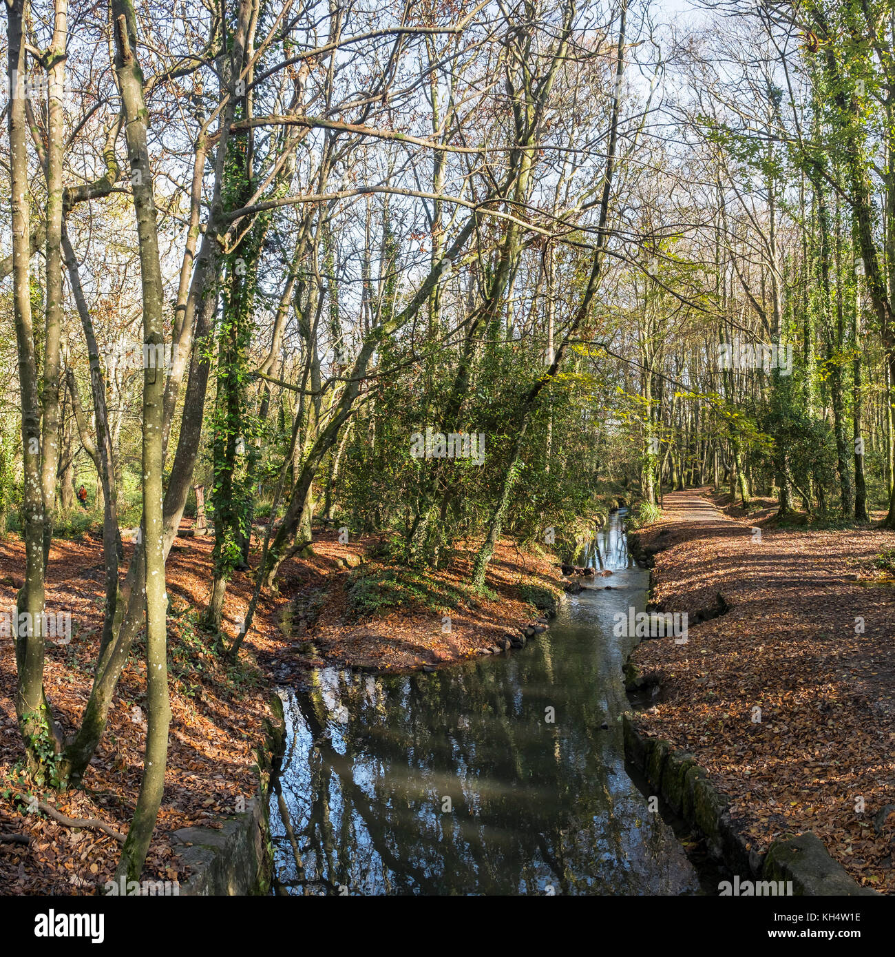 Autumnal sunlight in Tehidy Country Park Cornwall UK Stock Photo - Alamy