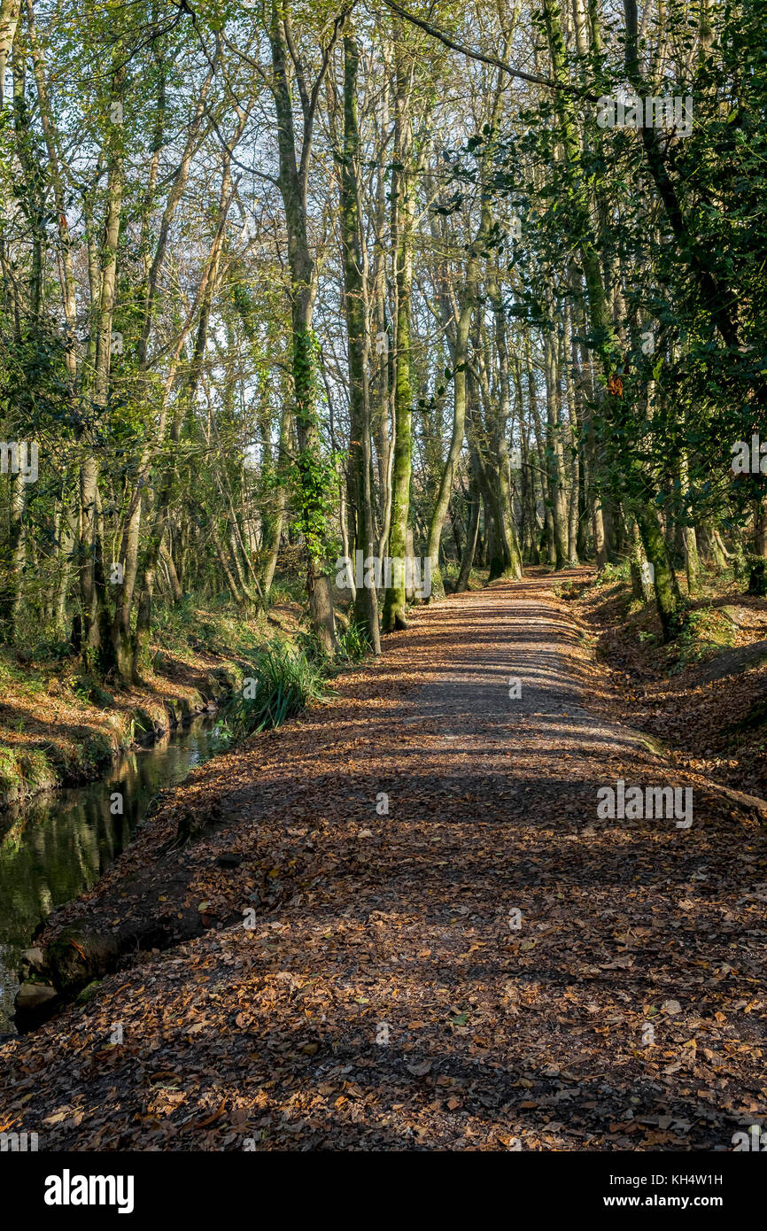 Autumnal sunlight in Tehidy Country Park Cornwall UK Stock Photo - Alamy