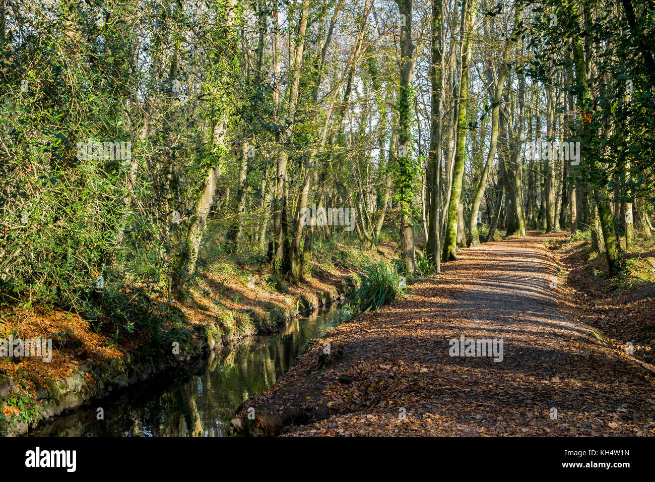 Autumnal sunlight in Tehidy Country Park Cornwall UK Stock Photo - Alamy