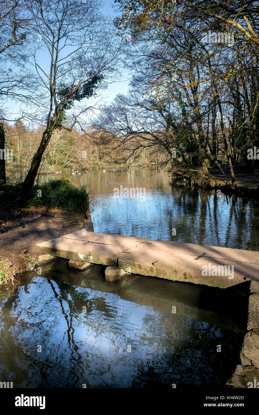 Autumnal sunlight in Tehidy Country Park Cornwall UK Stock Photo - Alamy