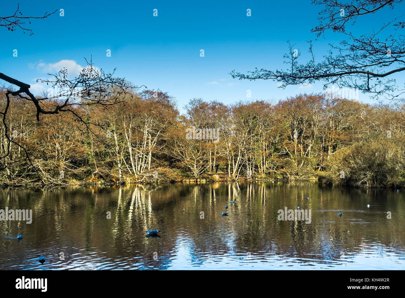 Tehidy Woods Lake High Resolution Stock Photography and Images - Alamy