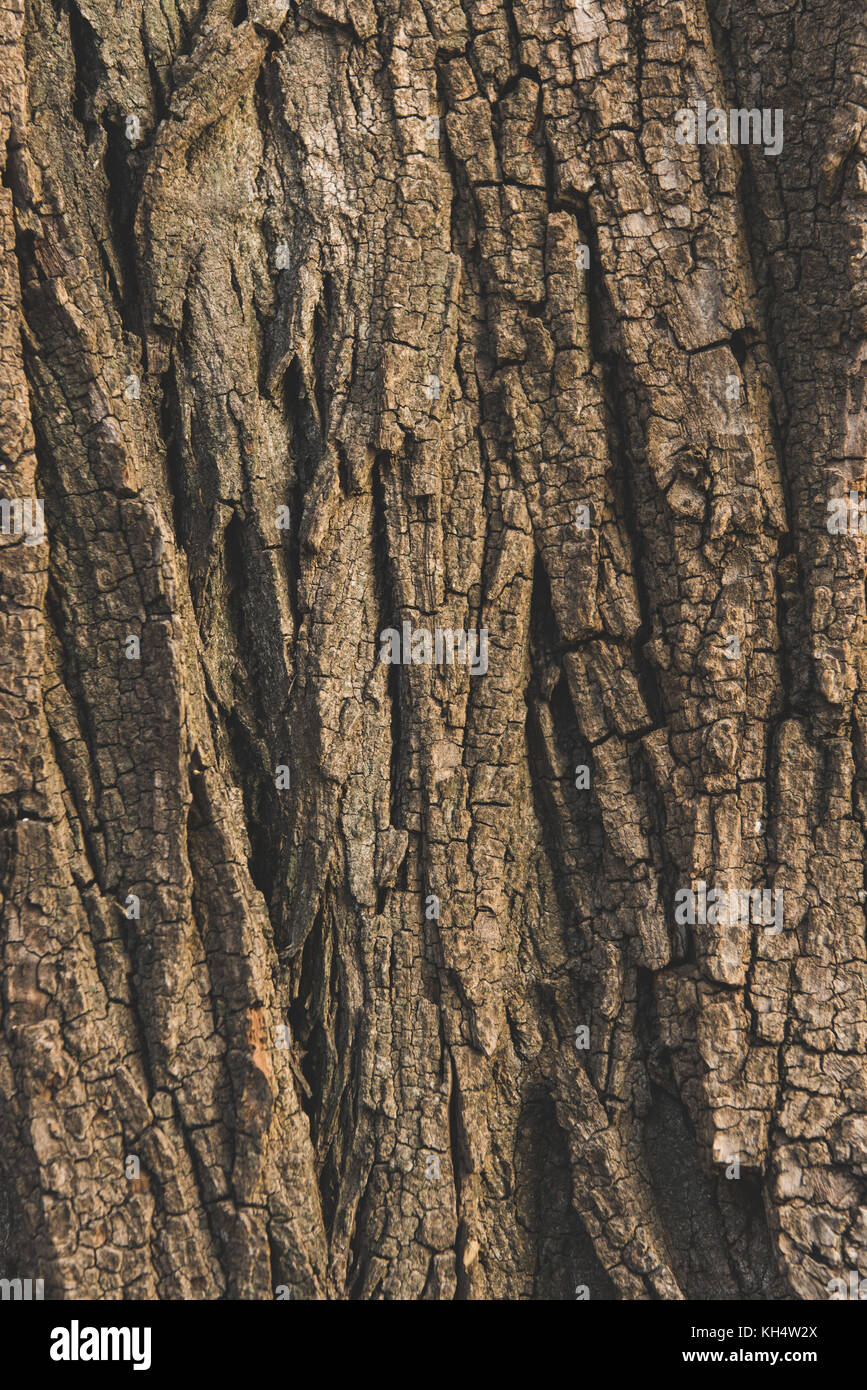 tree bark texture Stock Photo - Alamy