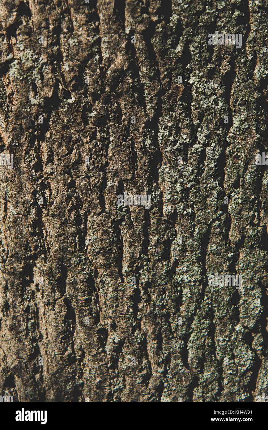 tree bark texture Stock Photo - Alamy