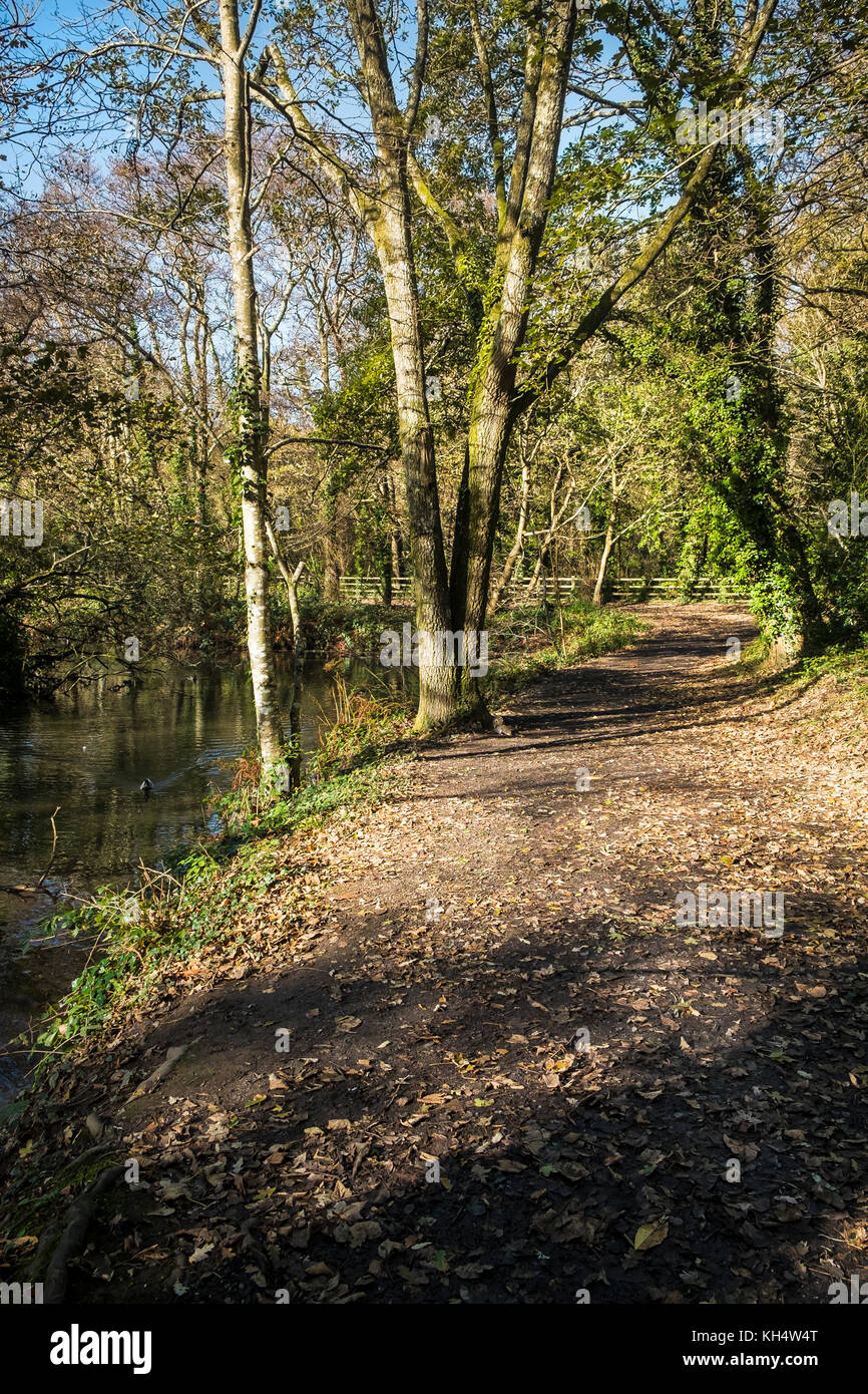 Autumn in Tehidy Country Park Cornwall UK Stock Photo - Alamy