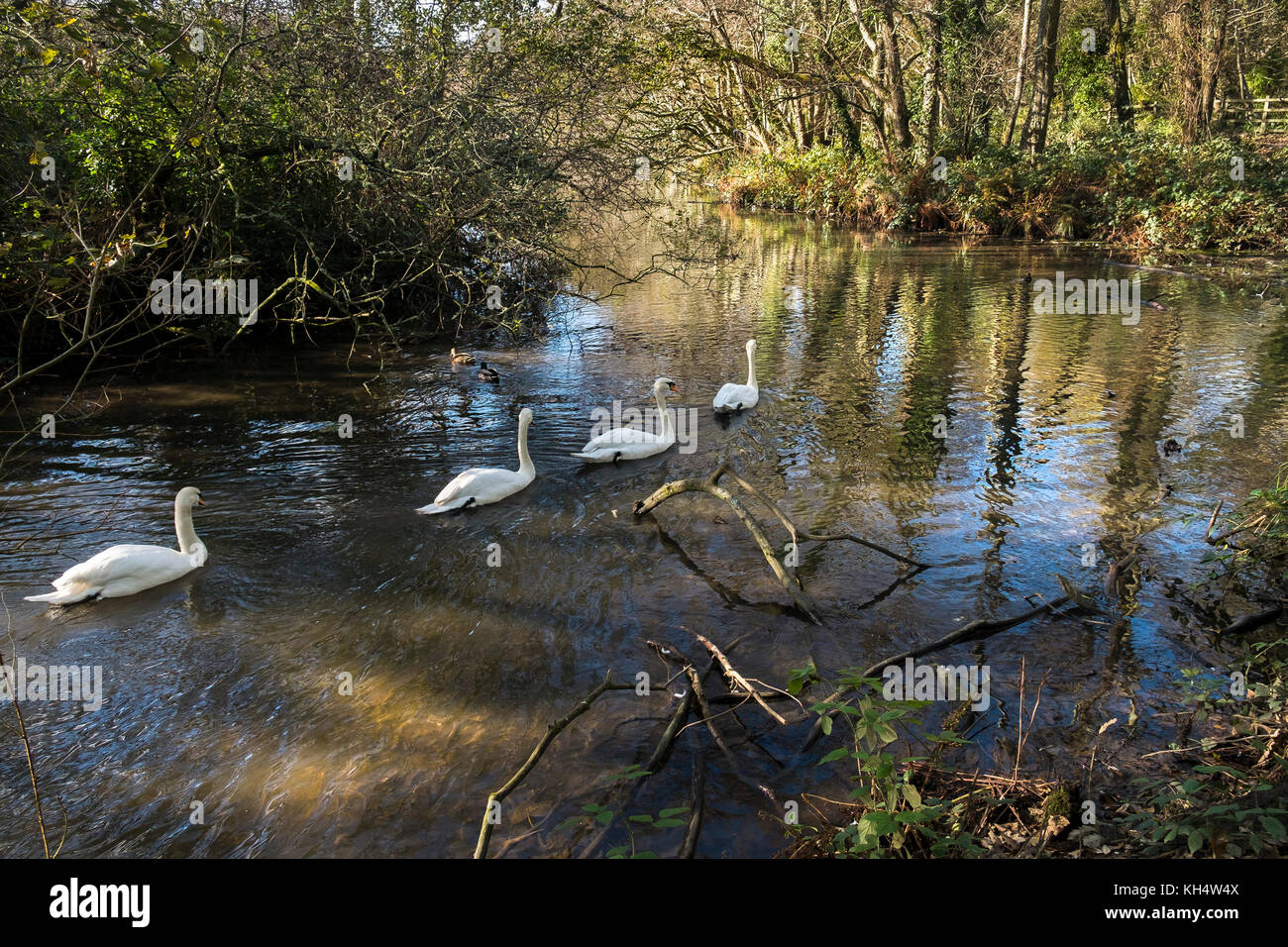 Swans on a lake in Tehidy Country Park Cornwall UK Stock Photo - Alamy