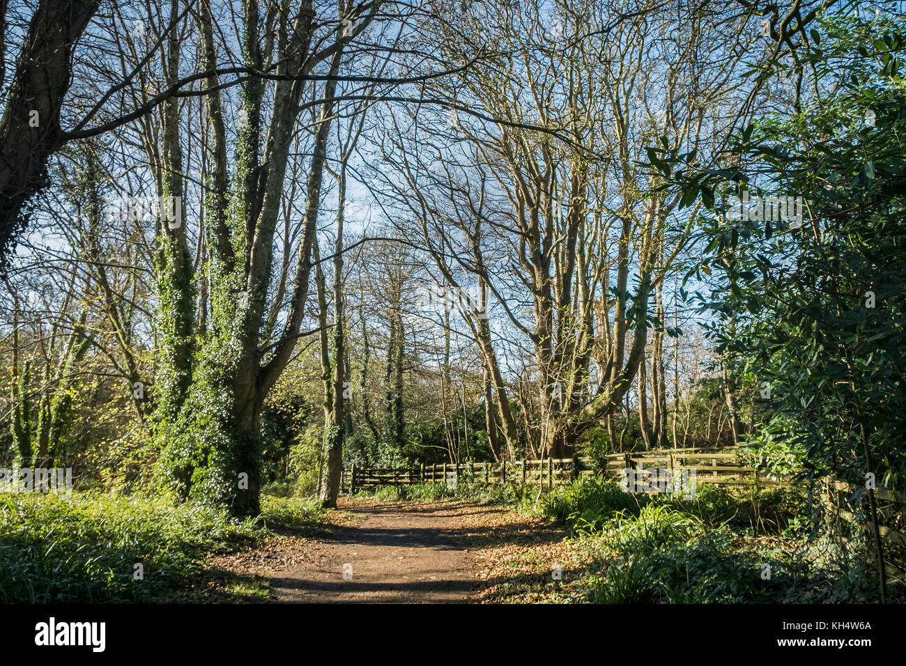 Tehidy trail hi-res stock photography and images - Alamy