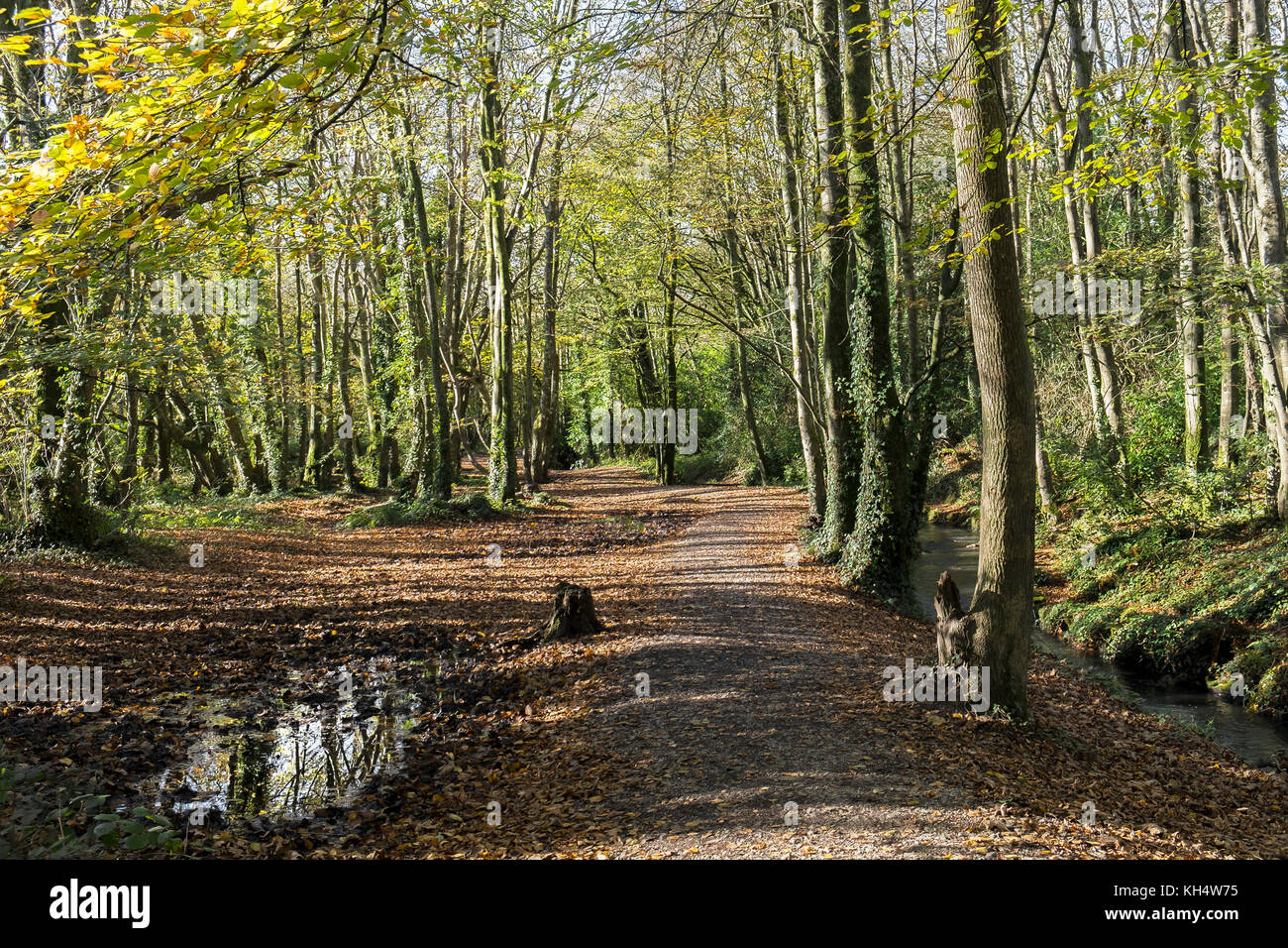 Autumn leaves in Tehidy Country Park Cornwall UK Stock Photo - Alamy