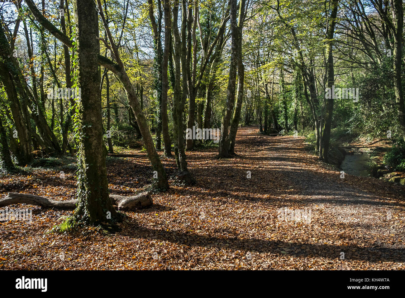 Tehidy country park hi-res stock photography and images - Alamy