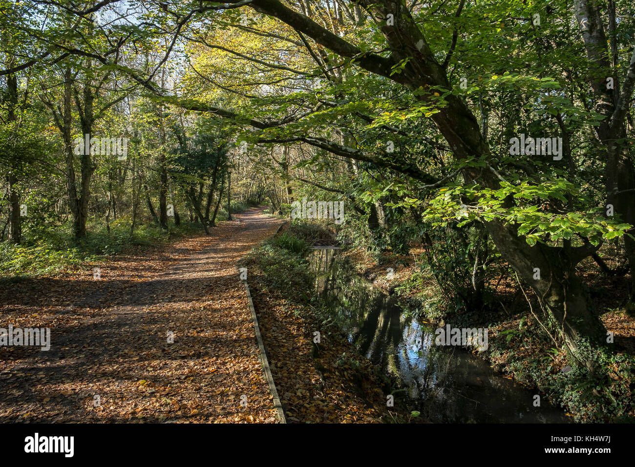 Tehidy trail hi-res stock photography and images - Alamy