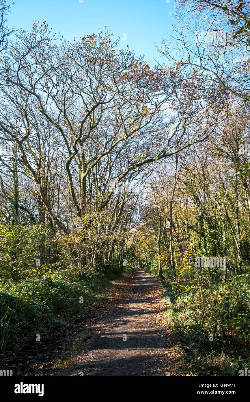 A footpath in an autumnal Tehidy Country Park Cornwall UK Stock Photo ...