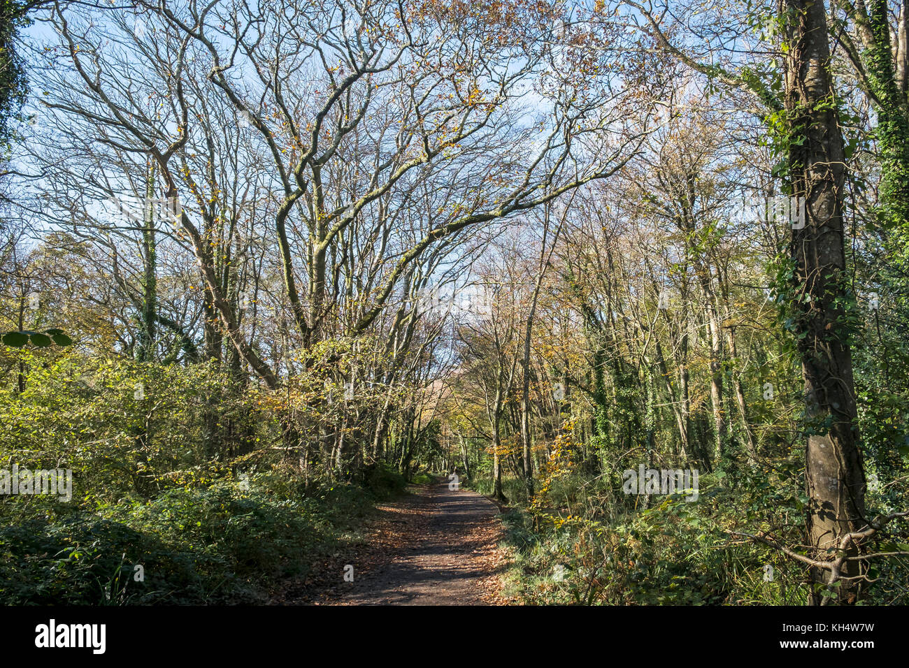 A footpath in an autumnal Tehidy Country Park Cornwall UK Stock Photo ...