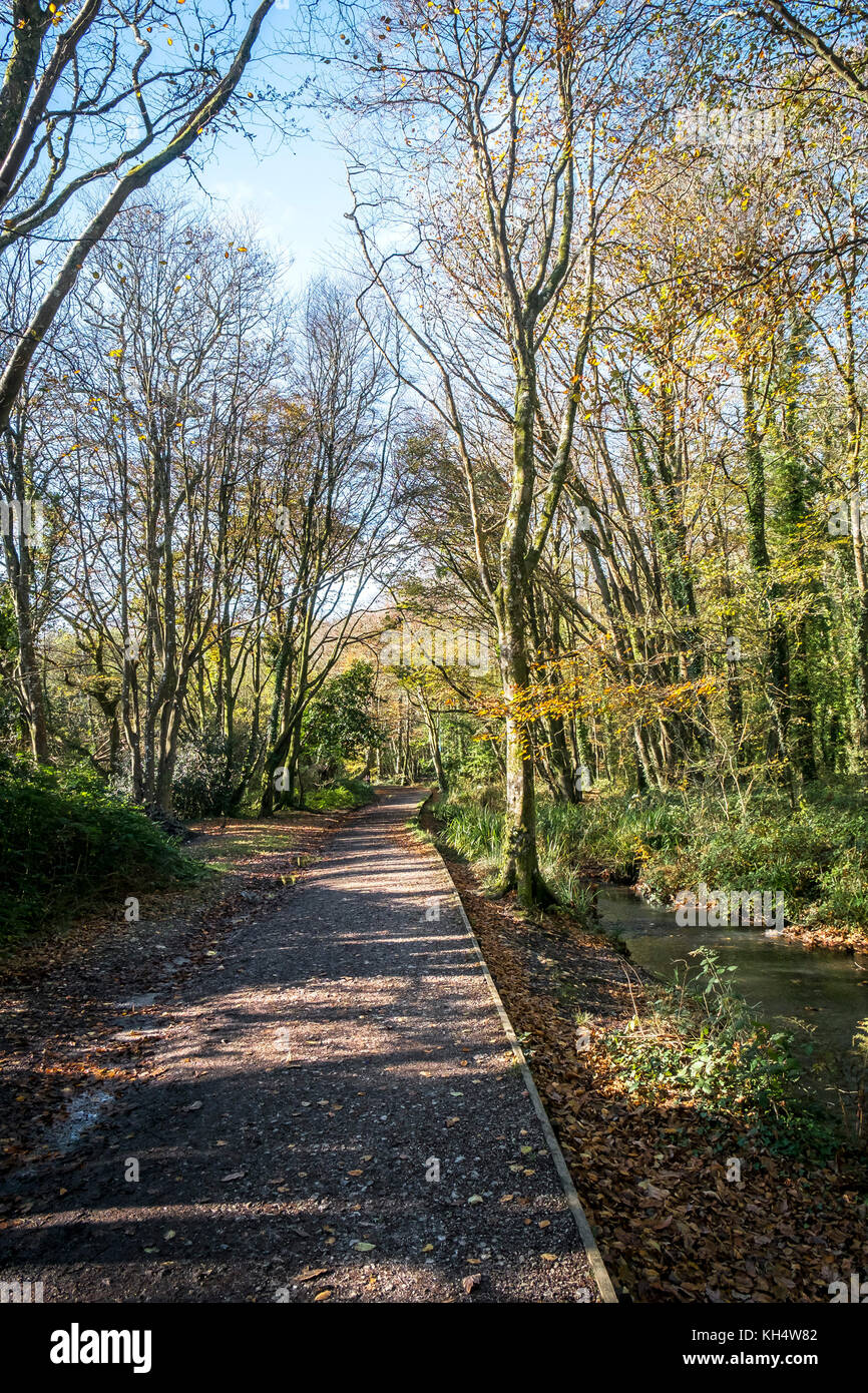 A footpath in an autumnal Tehidy Country Park Cornwall UK Stock Photo ...