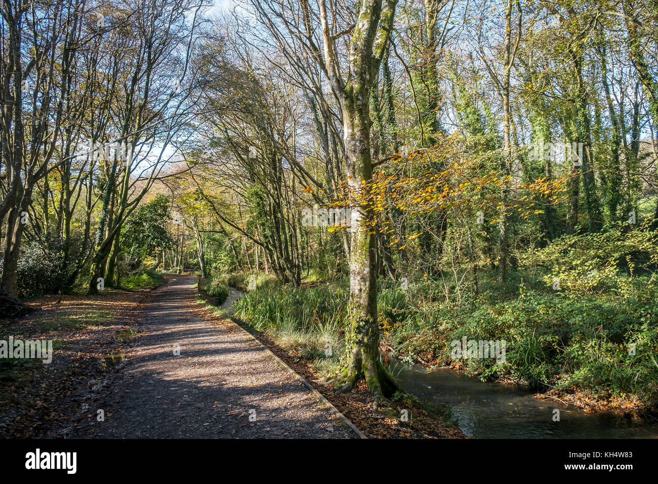 A footpath in an autumnal Tehidy Country Park Cornwall UK Stock Photo ...
