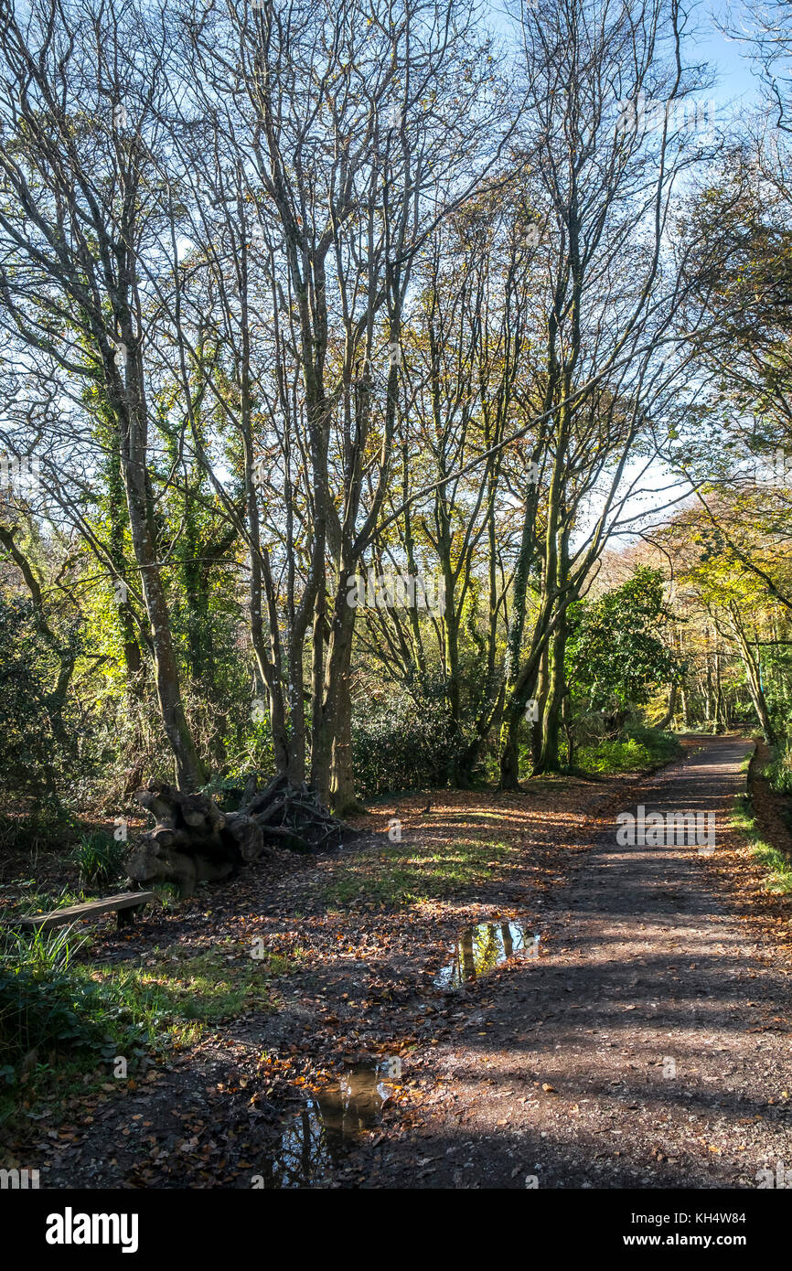 A footpath in an autumnal Tehidy Country Park Cornwall UK Stock Photo ...
