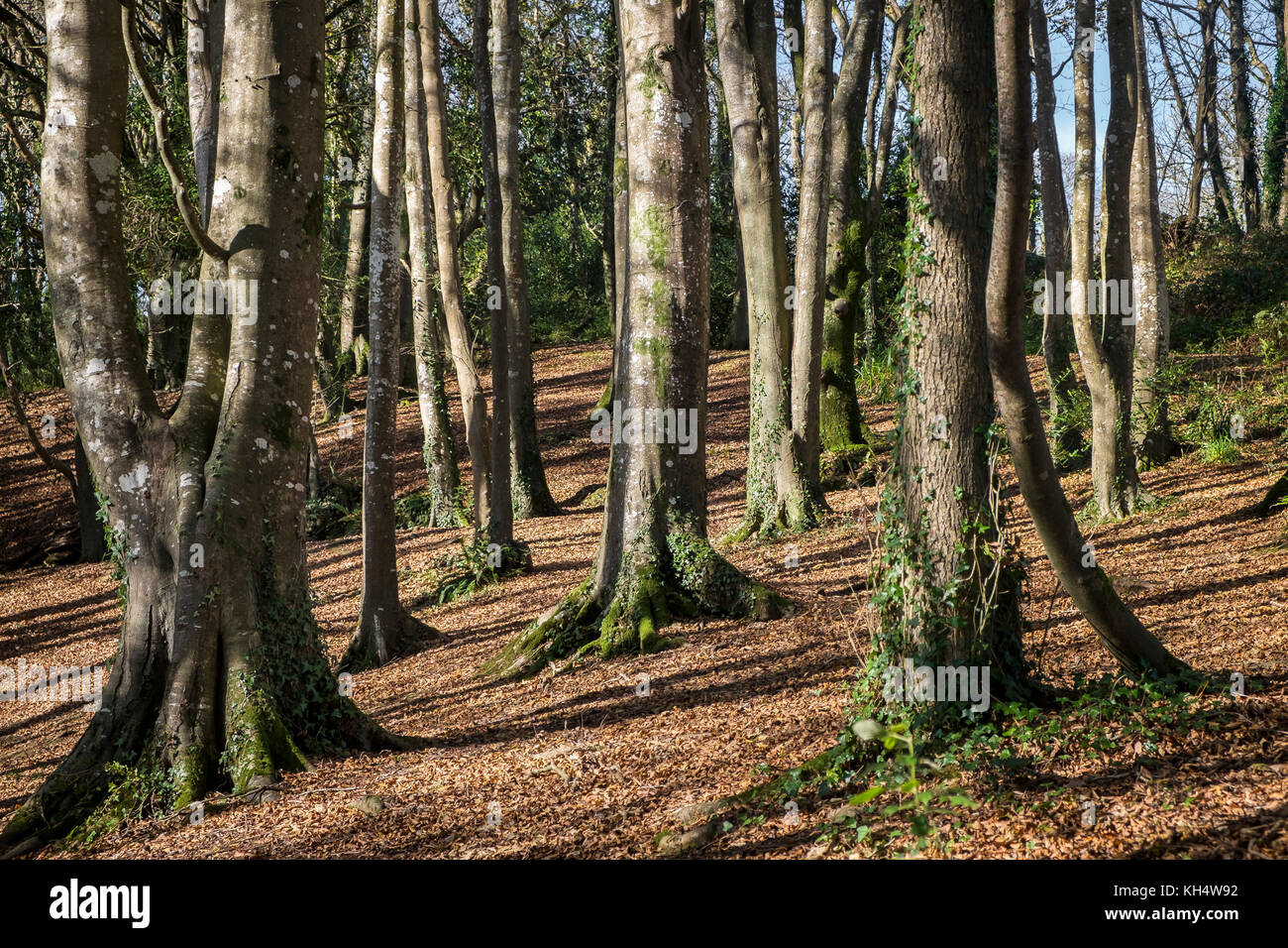 Autumn in Tehidy Country Park Cornwall UK Stock Photo - Alamy