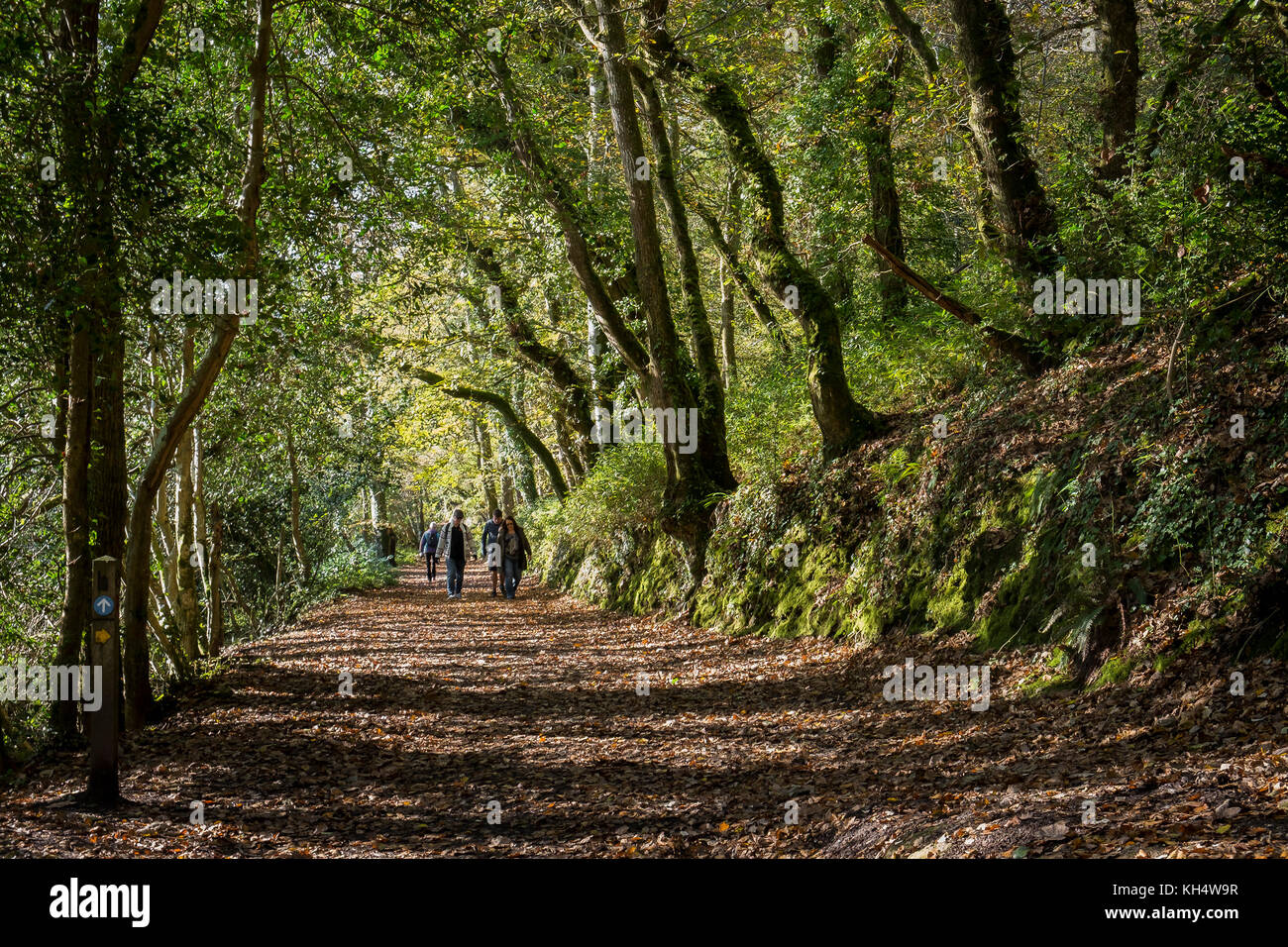 People walking in woods uk hi-res stock photography and images - Alamy