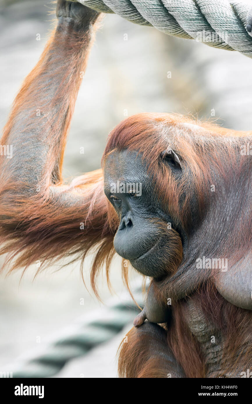 Female sumatran orangutan hi-res stock photography and images - Alamy