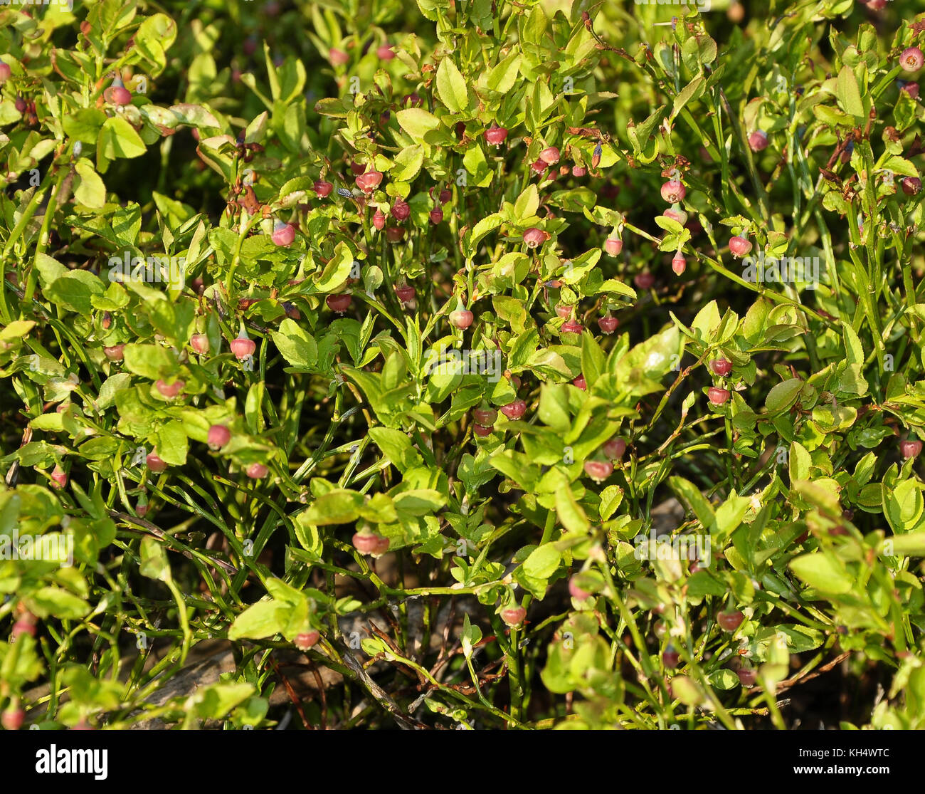 Dwarf bilberry hi-res stock photography and images - Alamy