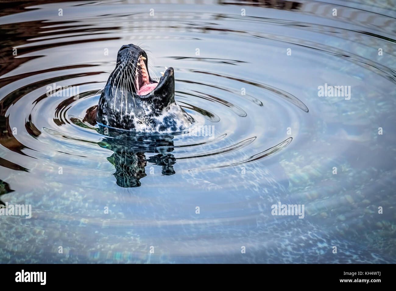 Large seal shouting loudly while in water Stock Photo - Alamy