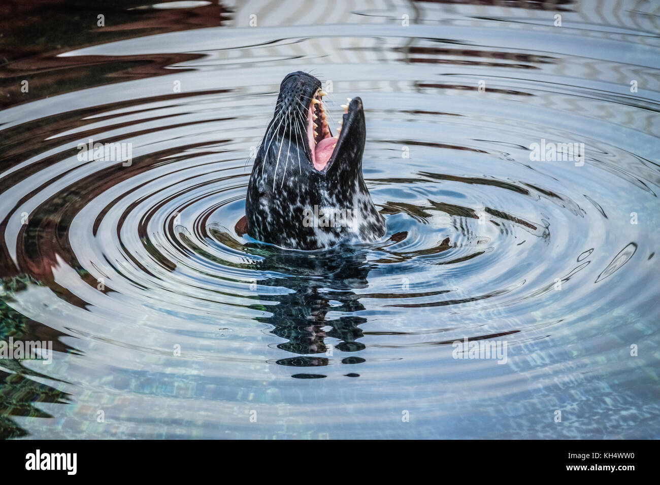 Large seal shouting loudly while in water Stock Photo - Alamy