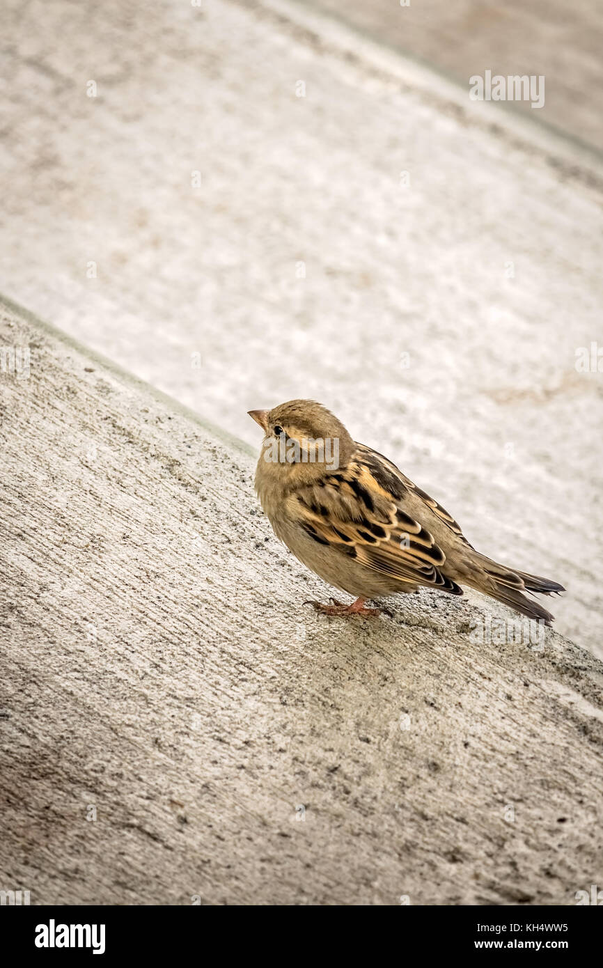 Exasperated Animal Funny