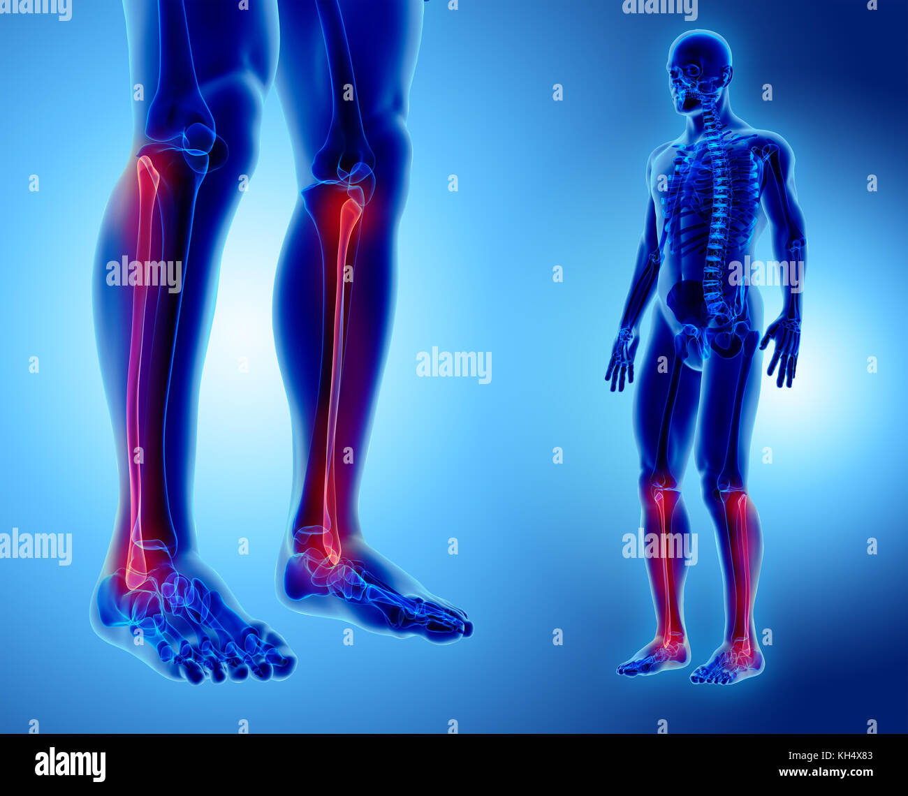 3D illustration of Fibula - Part of Human Skeleton Stock Photo - Alamy