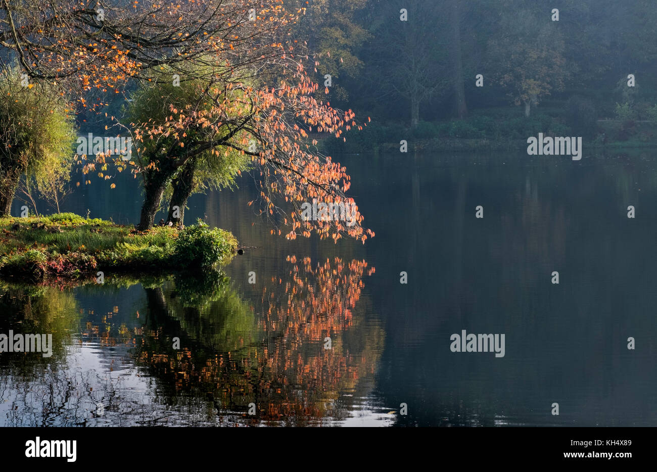 Branches of a tree with autumn leaves overhanging a lake reflected in ...