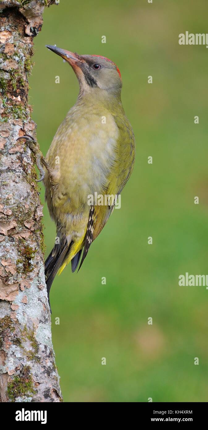 Male European Green Woodpecker High Resolution Stock Photography and ...