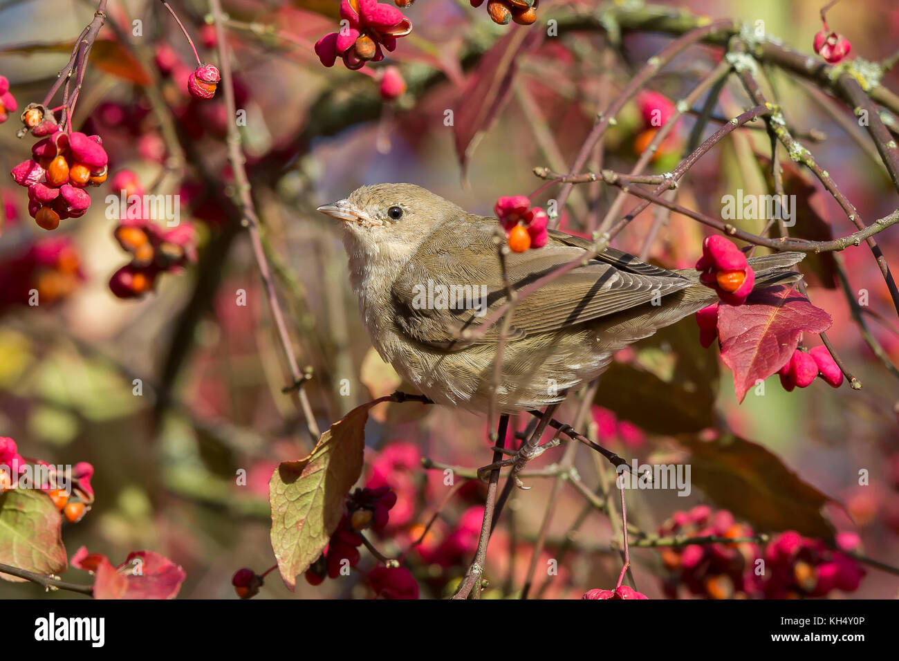 Detailed, close-up side view of wild garden warbler bird (Sylvia borin ...