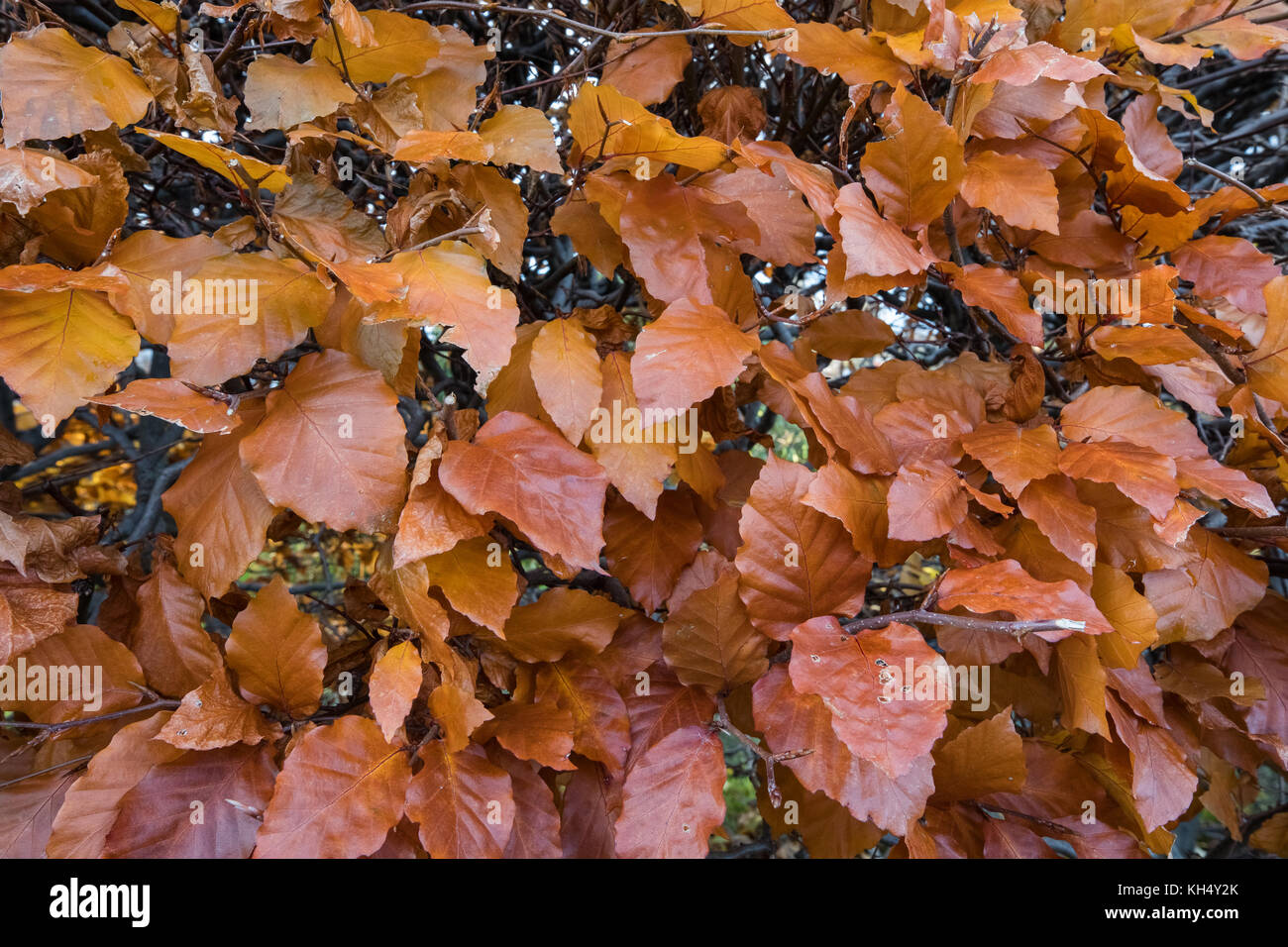 Beech Fagus sylvatica. Autumn leaves on a hedge, Fagus sylvatica Stock ...