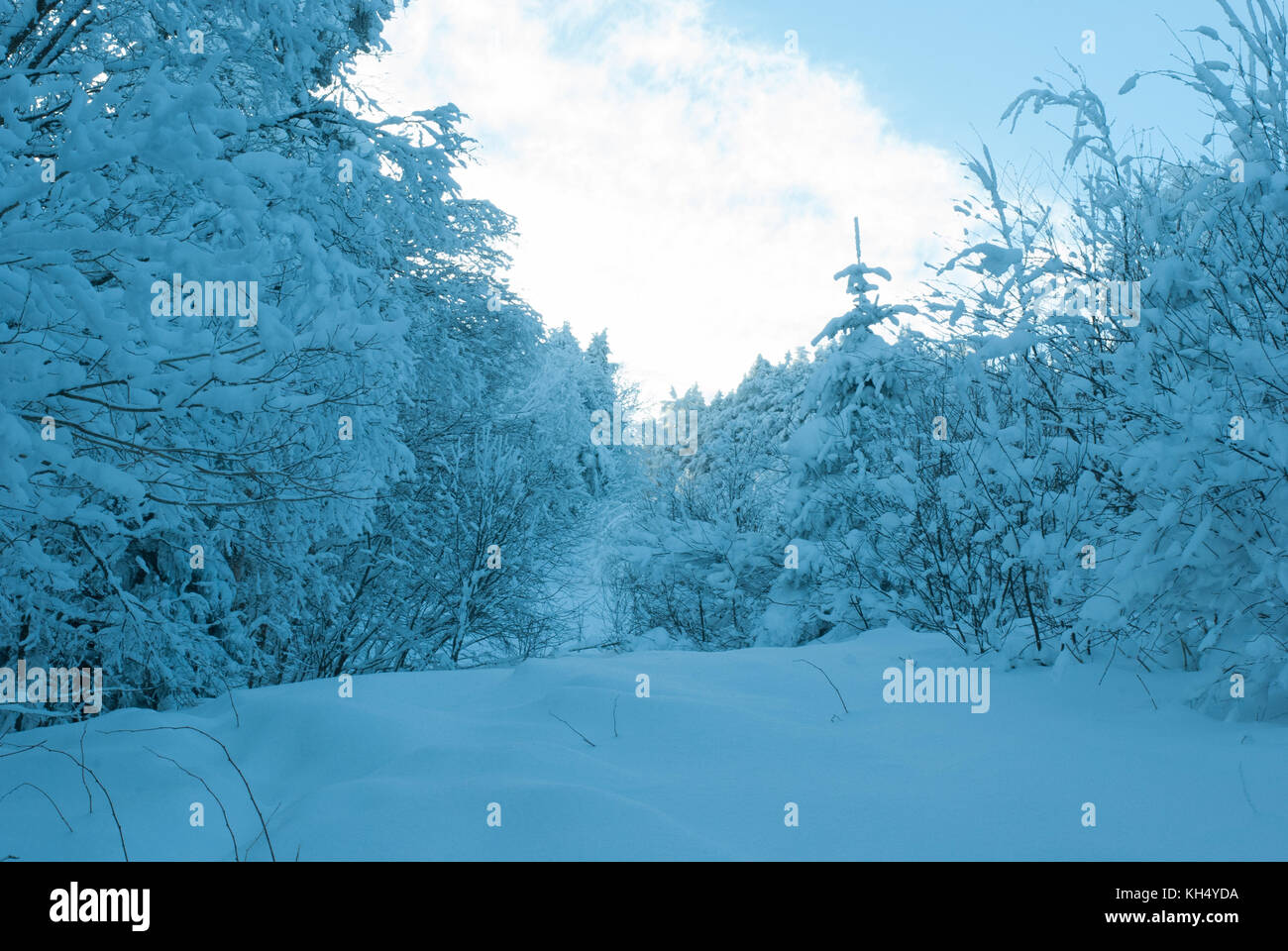 Winter ski slope in Vermont. Trees and ground fully covered with snow ...