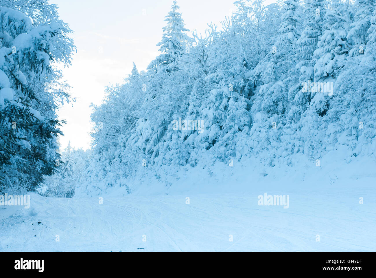 Winter ski slope in Vermont. Trees and ground fully covered with snow ...