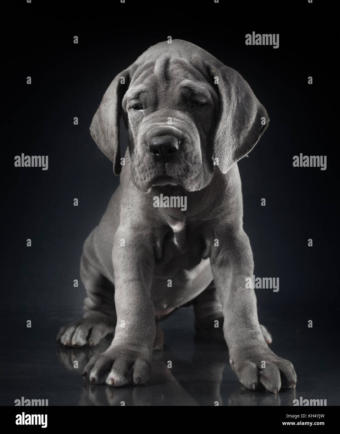 Grey Great Dane Puppies