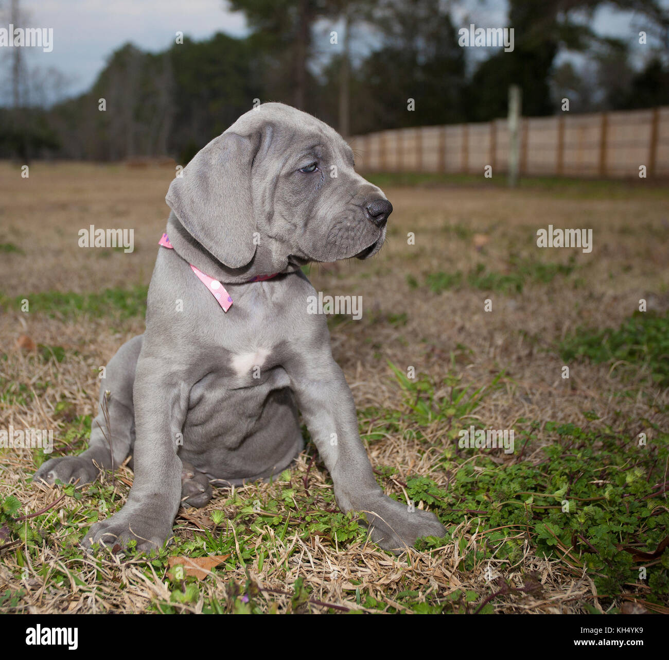 Gray Great Dane puppy sitting on a grassy field patiently Stock Photo ...
