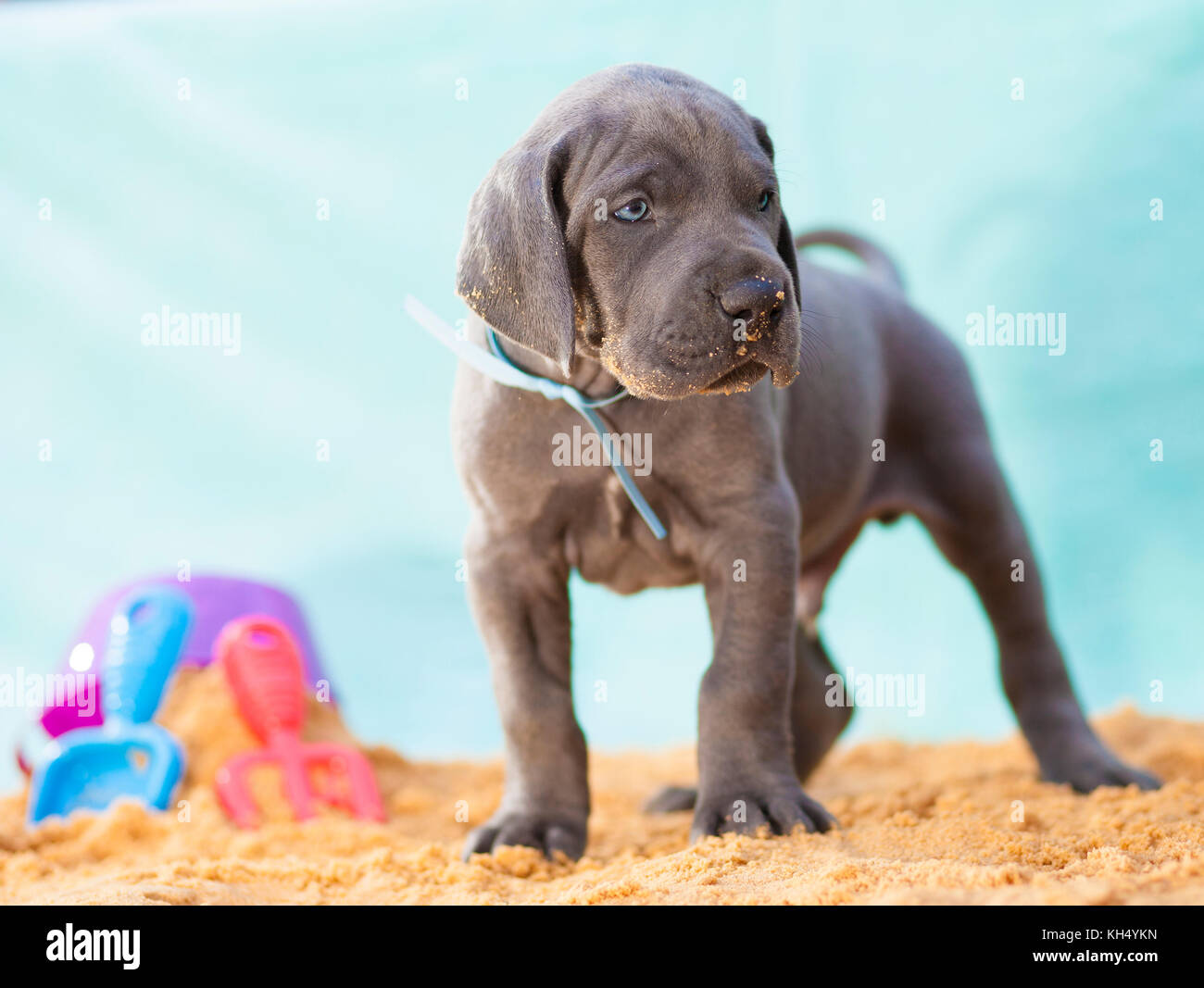Great Dane puppy purebred that looks ready to rumble on the sand Stock ...