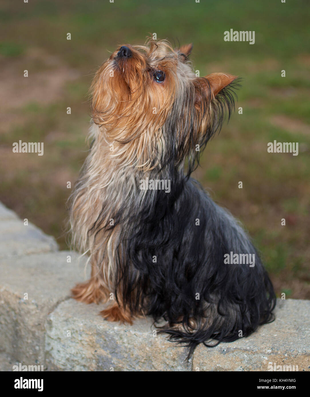 Purebred Yorkshire terrier sitting patiently on some bricks Stock Photo ...