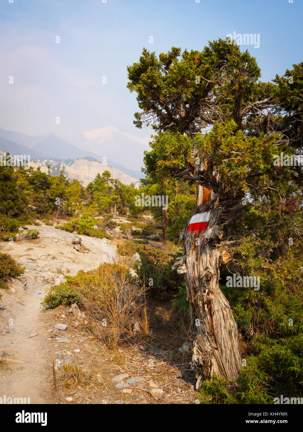 Annapurna Circuit Trek route marker on a juniper tree near in an arid ...